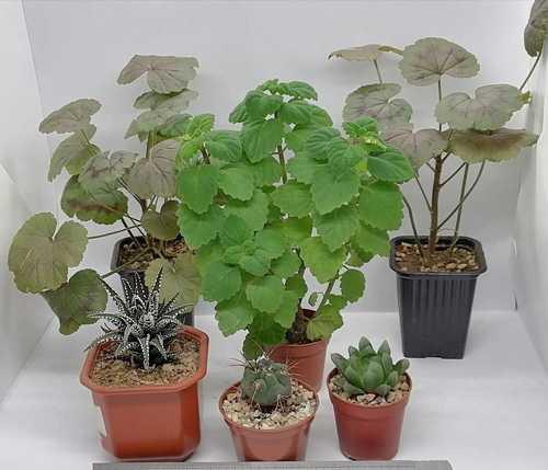 Набор растений из частной коллекции