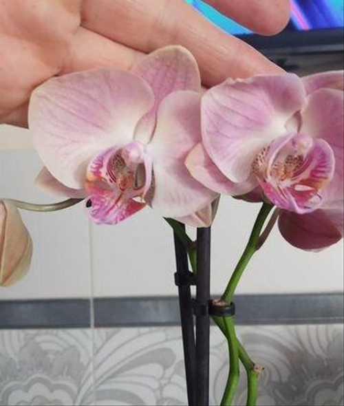 Орхидея фаленопсис(отцветает)