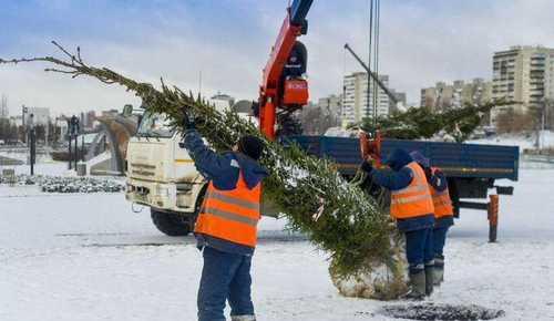 Ель, липа и др - зимняя посадка