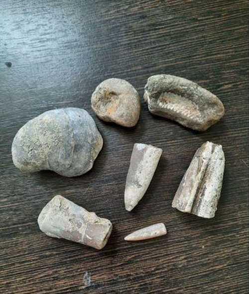 Белемниты и другие окаменелости древних моллюсков