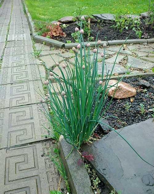 Пряные растения орегано, тархун, мелисса
