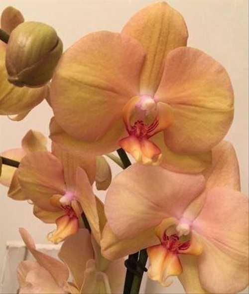 Орхидея Африканский закат Phal. African Sunset цве