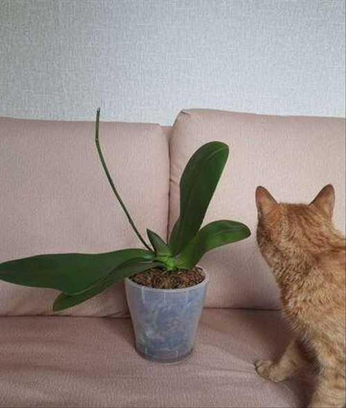 Орхидея Фаленопсис "Пиниф"