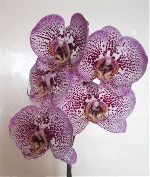 Орхидея Фаленопсис Andorra