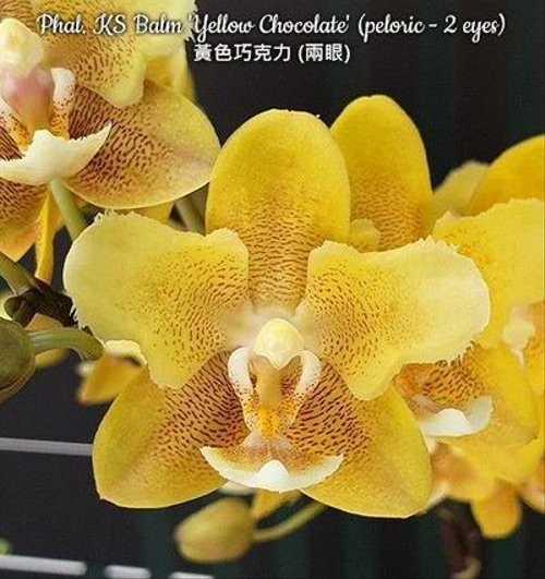 Орхидея Phal. KS Balm 'Yellow Chocolate'