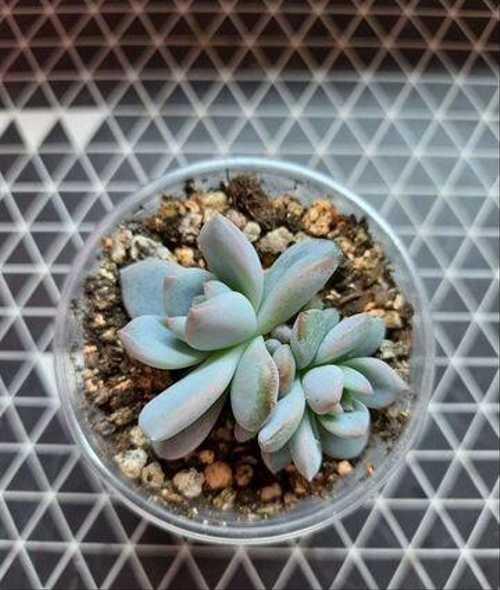 Echeveria powder puff succulent