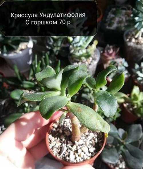 Кактусы и суккуленты