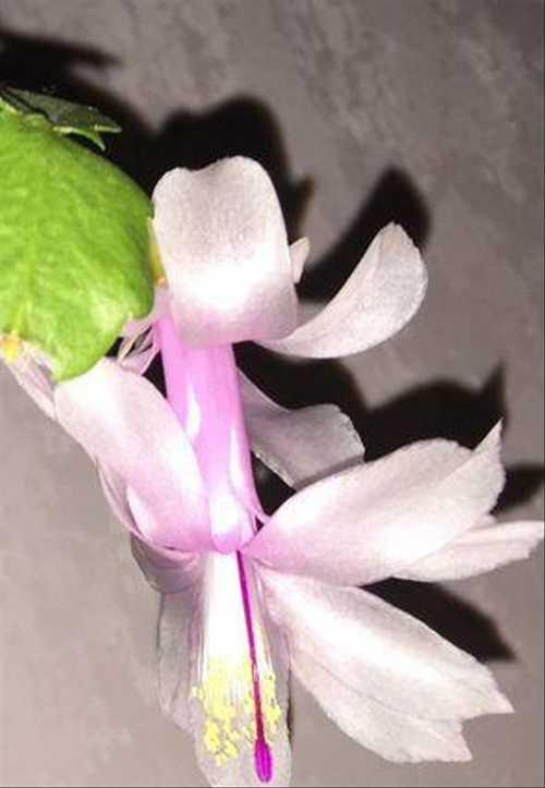 Комнатные растения разные