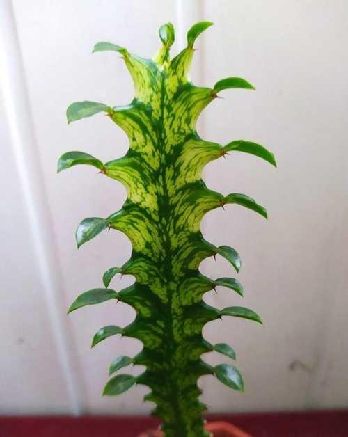 Редкие суккуленты Euphorbia Triangularis Variegata