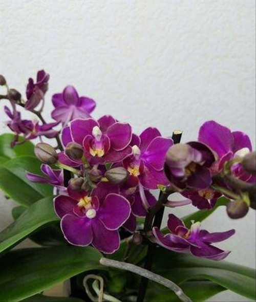 Орхидея мини ароматная Sogo Perfume