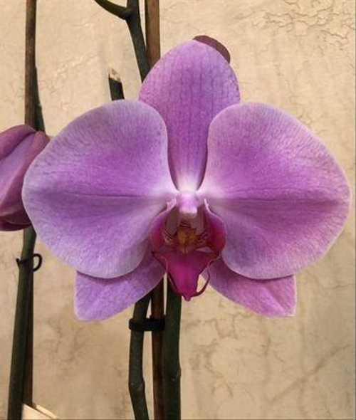 Орхидея фаленопсис сакраменто гигант
