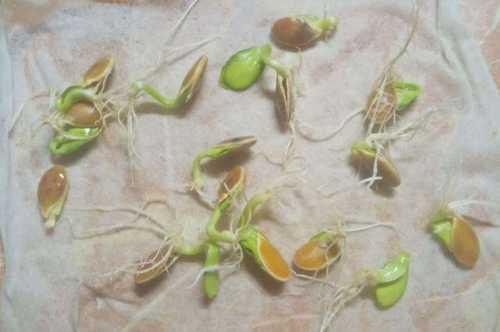 Семена тыквы пророщенной деревенской