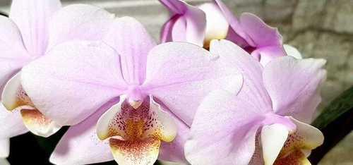 Орхидеи фаленопсис Pinlong Cherry