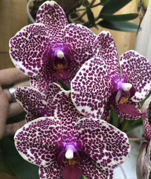 Орхидея фаленопсис, phalaenopsis OX red sesame
