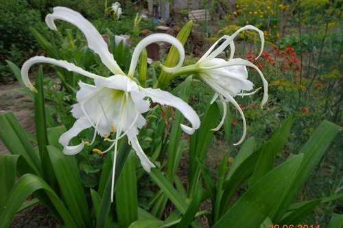 Гименокаллис