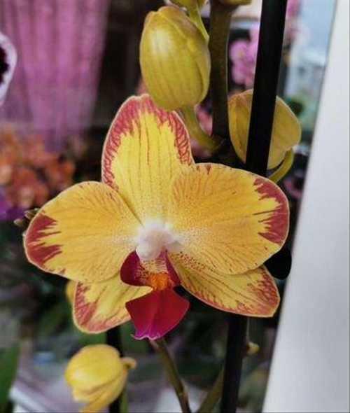 Орхидея фаленопсис в Попугай 2 цв