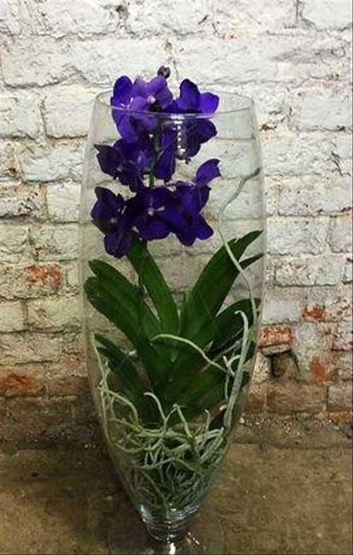 Орхидея Ванда в стекле шампань