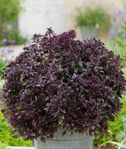 Семена Базилик Пурпурный Шар 10 шт. (мелколистный)