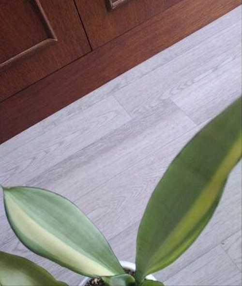 Сансевиерия сортовая Муншайн вариегатная