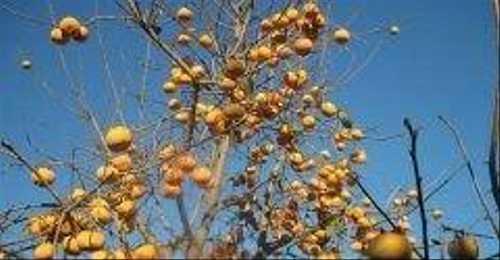 Wild tree fruit in branson missouri