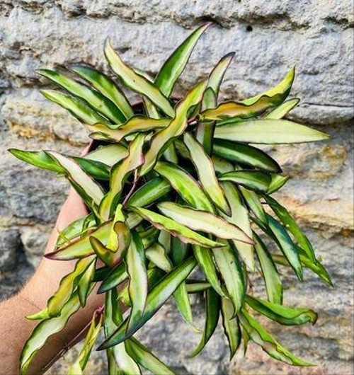 Ампельное растение Hoya Wayetii Tricolor