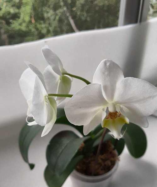 Орхидея белая цветущая