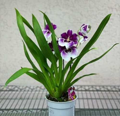 Мильтония орхидея