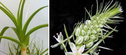 Лекарственный индийский лук с доставкой
