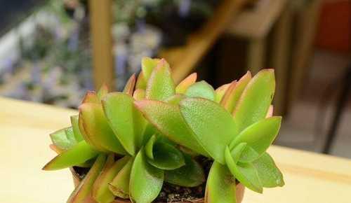 Crassula Capitella Campfire (Крассула Кемпфаер) (S