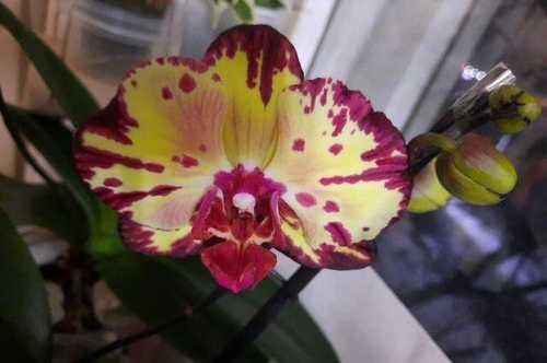 Орхидея фаленопсис miki crown