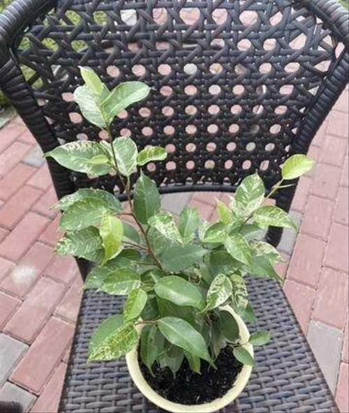 Фикус бенджамина эльдорадо