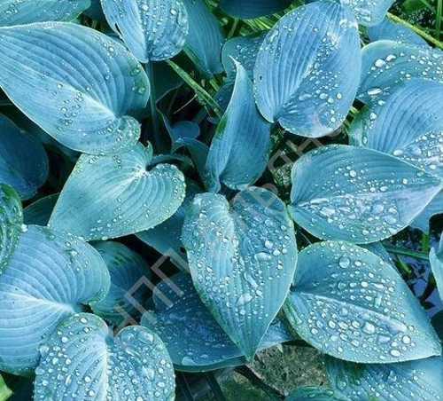 Семена голубой хосты блу гибридной