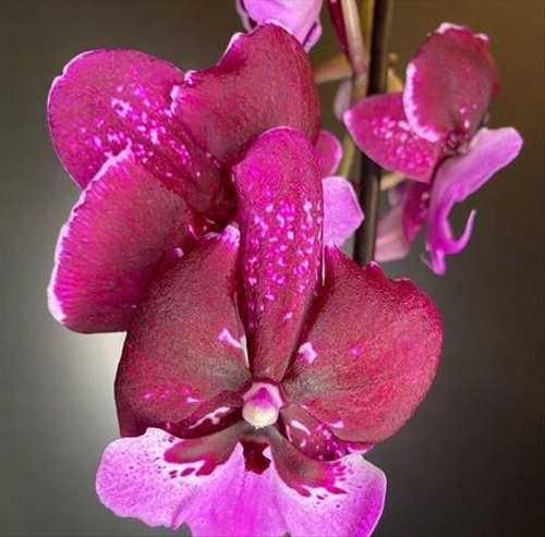 Орхидея фаленопсис Биг Лип, цветущий