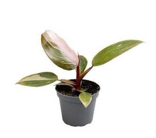 Philodendron Pink Princess