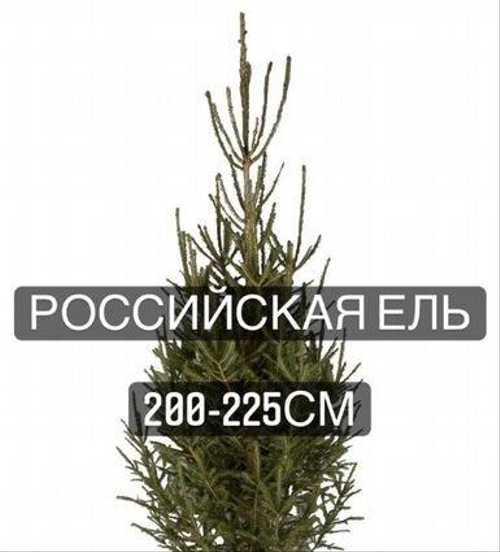 Российская Ель 200-225см
