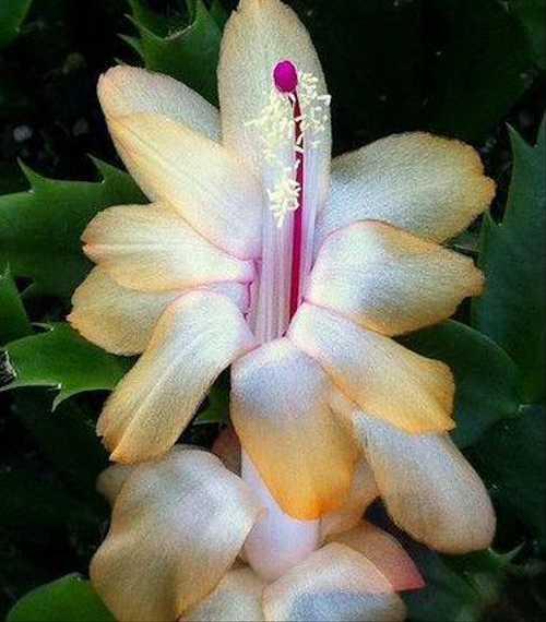 Декабрист Schlumbergera Golden Dancer 1 саженец