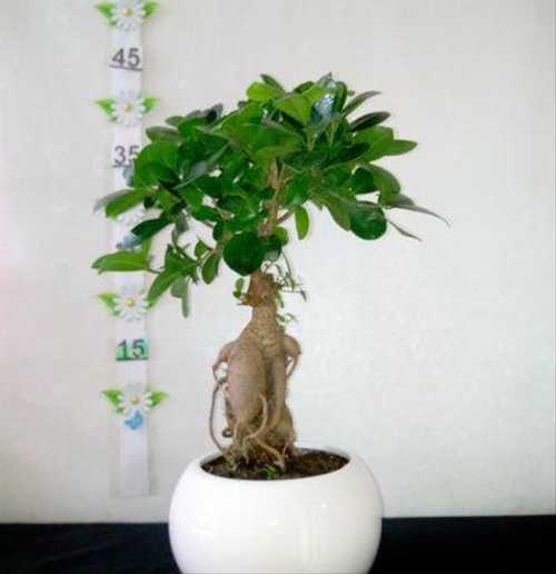 Фикус Гинсенг (Ficus Microcarpa Ginseng)