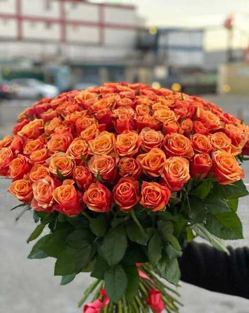 101 оранжевая роза 60см