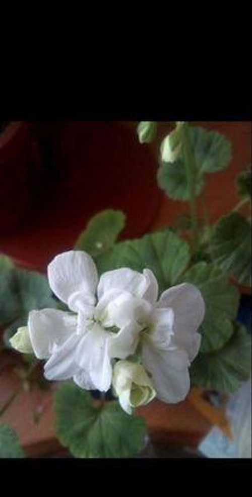 Цветы Пеларгония герань, сансеивиерия, Хлорофитум