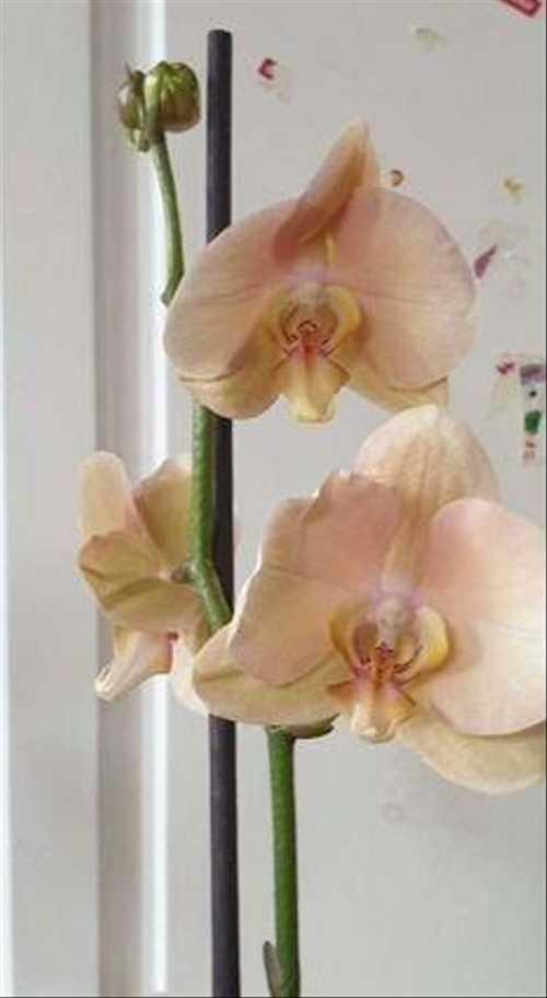 Орхидея Африканский закат