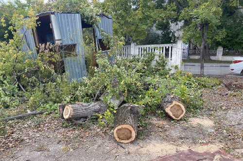 Дрова даром, отдам только с ветками
