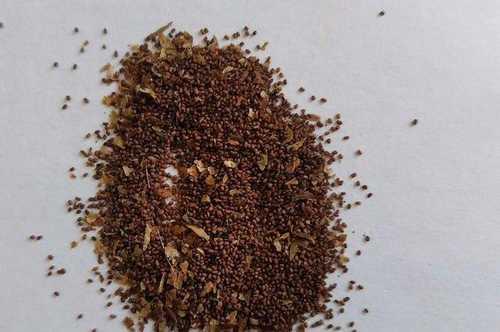 Семена табака