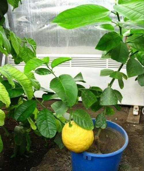 How Often To Feed Lemon Tree - About Tree F62