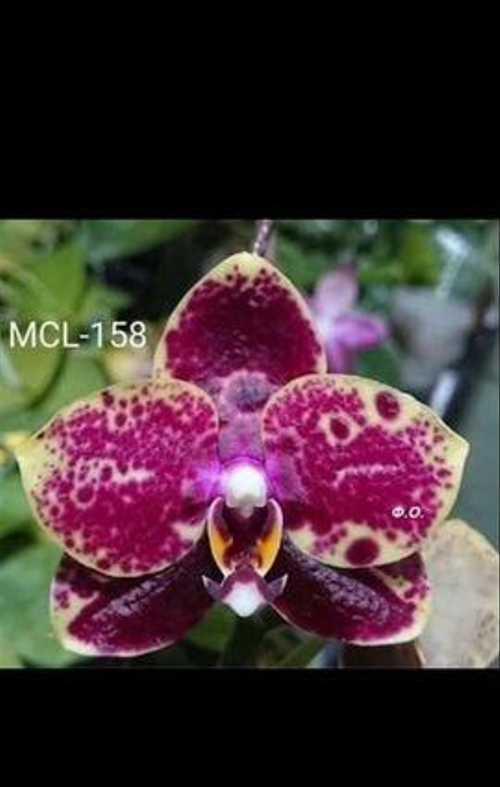 Орхидея MCL158 P. Mituo Reflex DD ‘Mituo# 21’