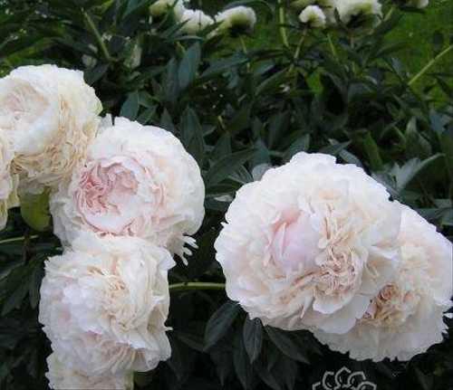 Пион Соланж