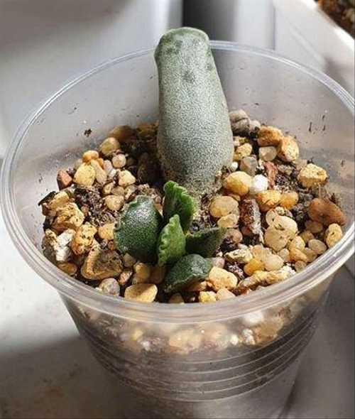 Суккулент Адромискус adromischus silver tubs