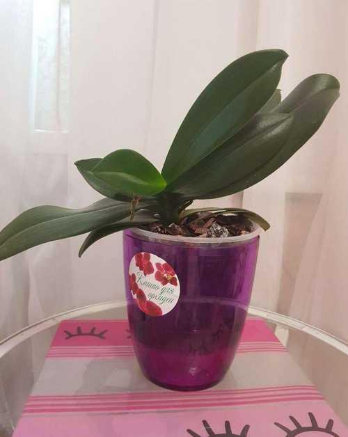 Орхидея фаленопсис мультифлора Pink girl