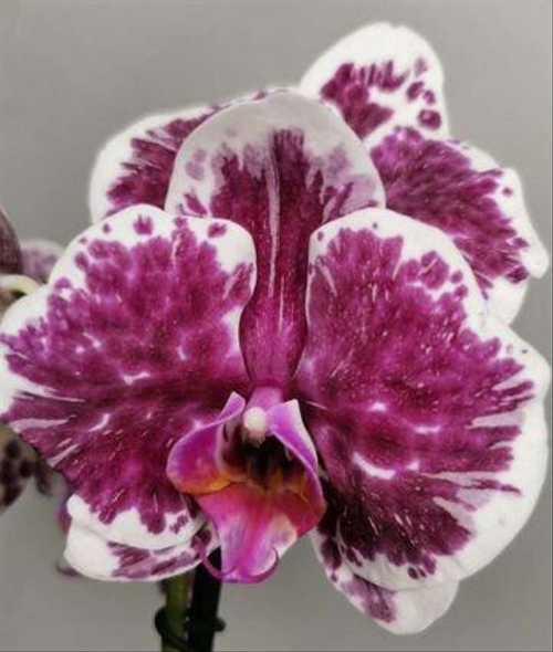 Орхидея фаленопсис, Purple Rein
