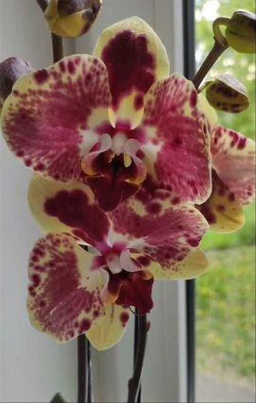 Орхидея фаленопсис Exotic Punch