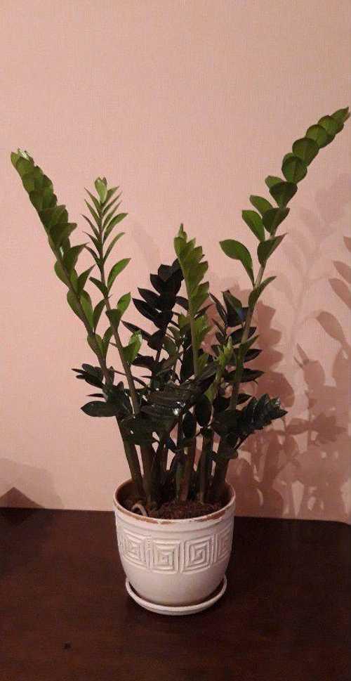 Замиокулькас замиелистный(Zamioculcas zamiifolia)